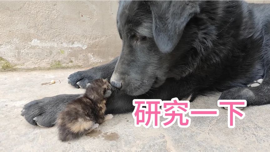 把4只猫仔带走母猫会怎样?它的反应太意外,会跟着回家吗