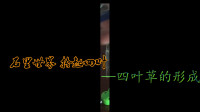 石里世界 拾起四叶——成品四叶草形成的过程