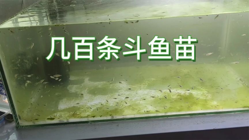 用虹吸来给两个鱼缸换下水,全是斗鱼苗,不敢用抽水机