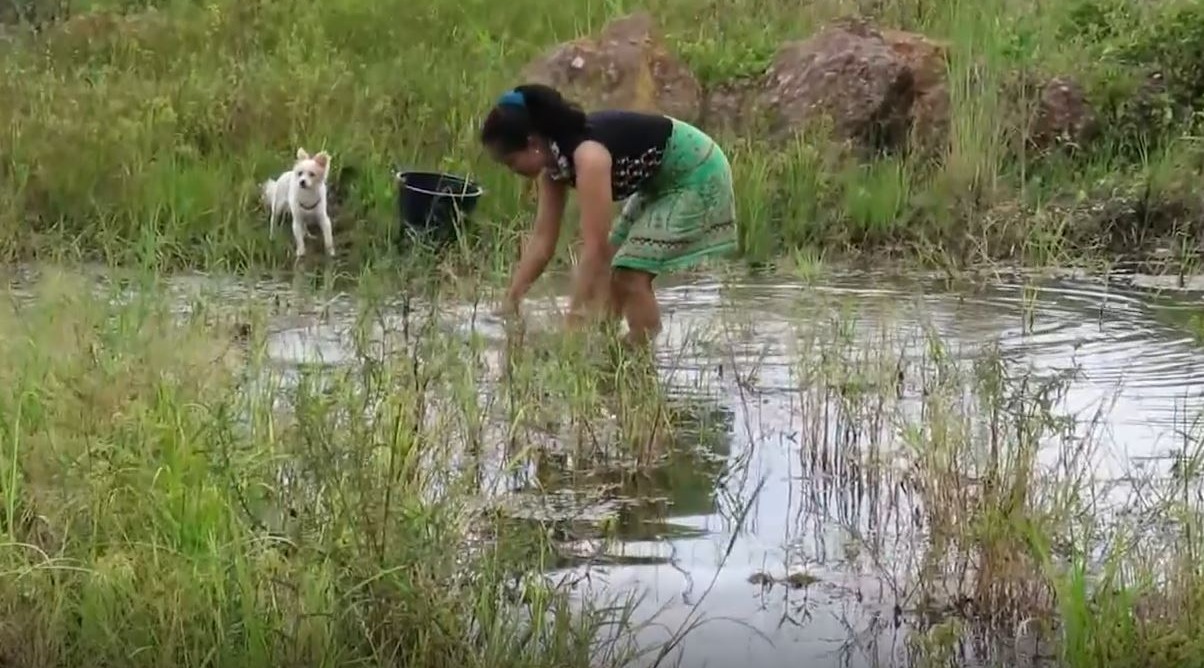 去缅甸农村,会发现当地农家妇女喜欢在河中用簸箕捕鱼,很是快乐