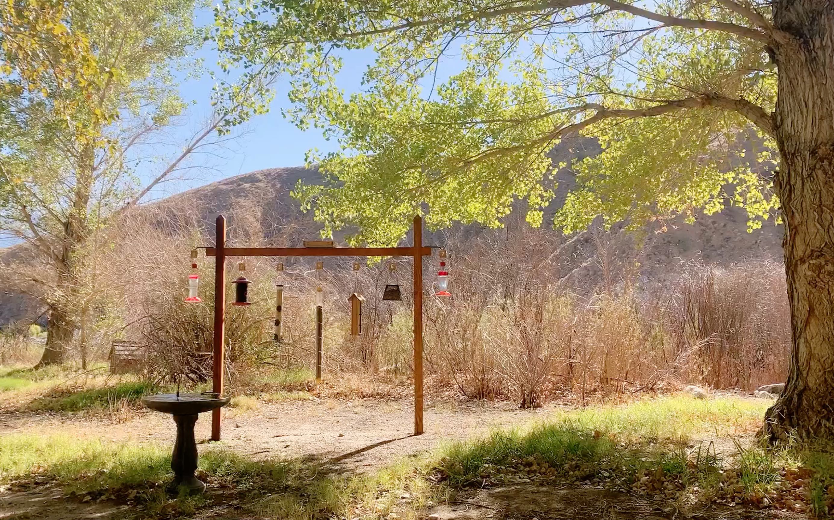 和小鸟一起在森林里发呆