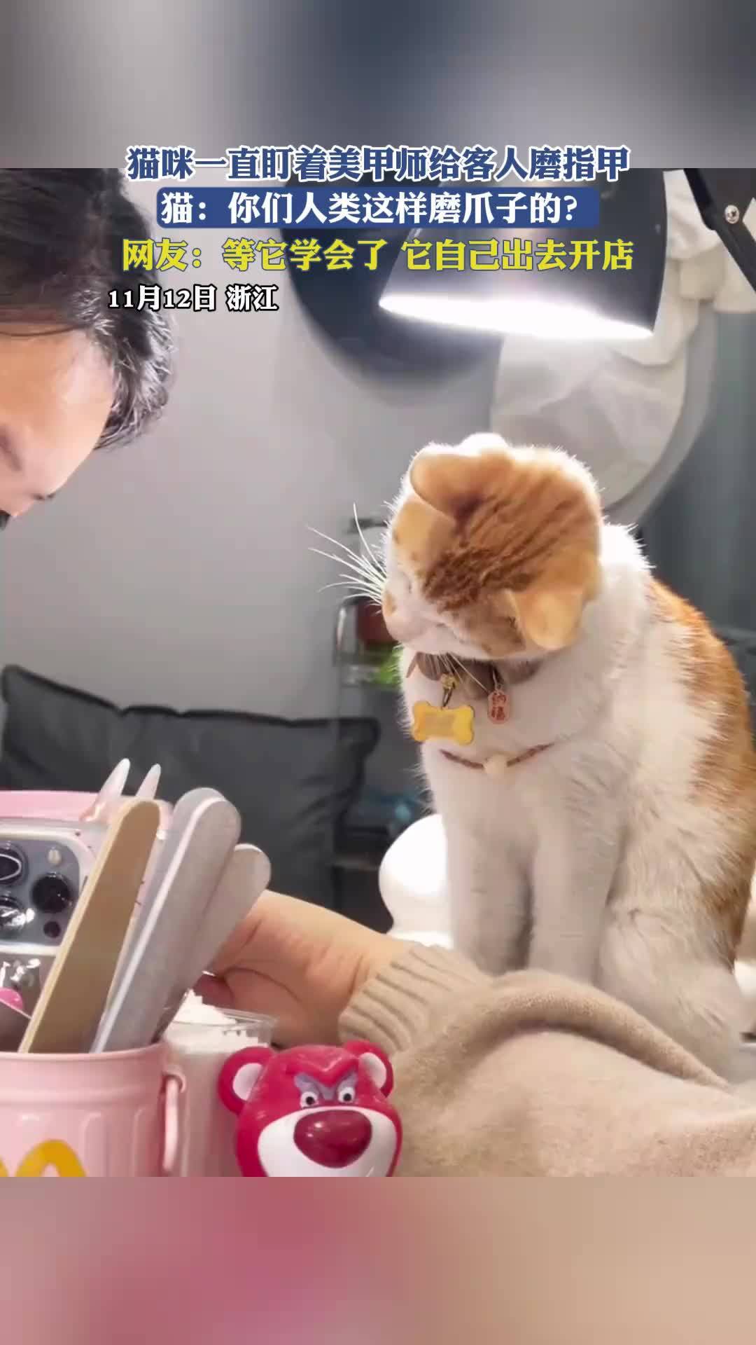 猫咪一直盯着美甲师给客人磨指甲,猫:你们人类这样磨爪子的?