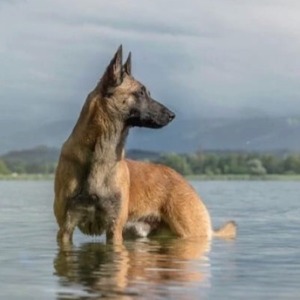 九美工作犬
