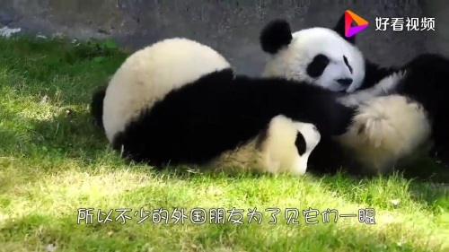 刚出生的熊猫崽,太萌了,网友:汤圆掉地上了,芝麻馅露出来了
