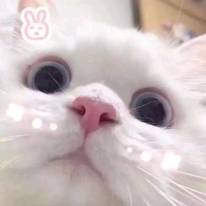 柚可可zZ 