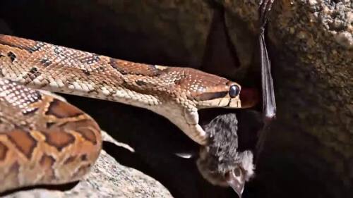 巨蟒死亡缠绕瞬间爆发!螺旋陷阱绝杀猎物震撼实录