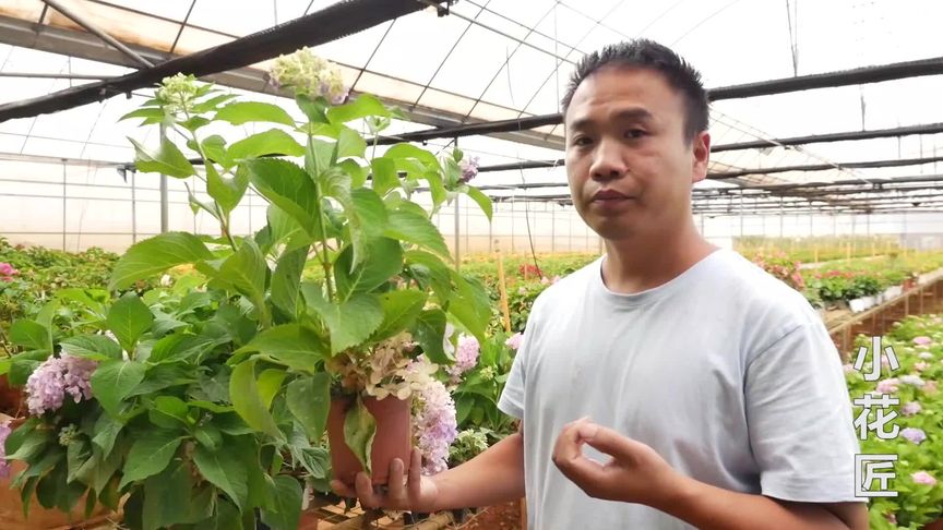 新买绣球花,刚收到货很新鲜,第2天就死了,是什么原因