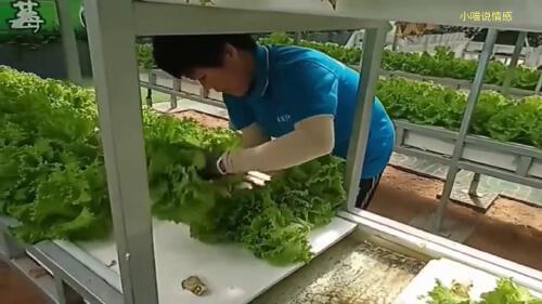 无土栽培的技术,种出来的菜非常干净,买回家冲冲就能吃