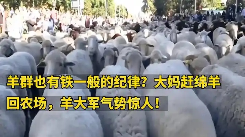 羊群也有铁一般的纪律?大妈赶绵羊回农场,羊大军气势惊人!
