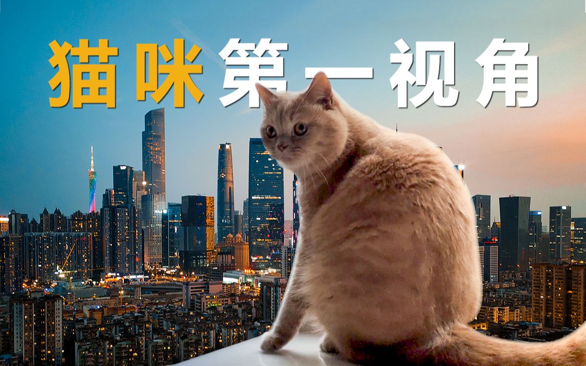 创意视频教程:如何用手机模拟猫的第一视角?