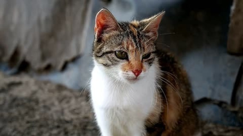 田园猫中什么品种最好