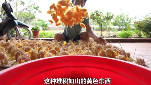 蚕丝是如何制作出来?又是如何变成丝绸?看完涨知识了