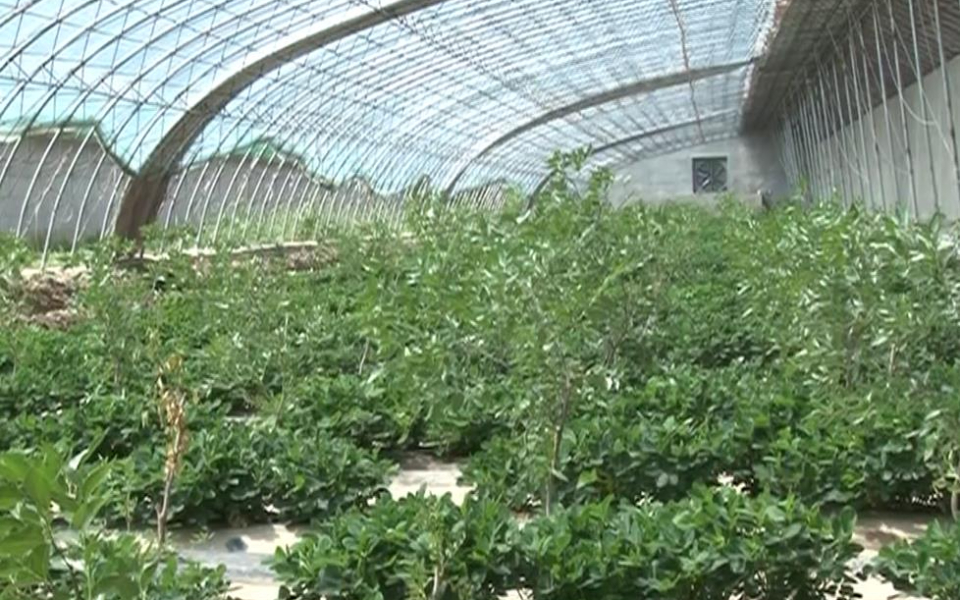 高兴:种植合作社里来了农科专家