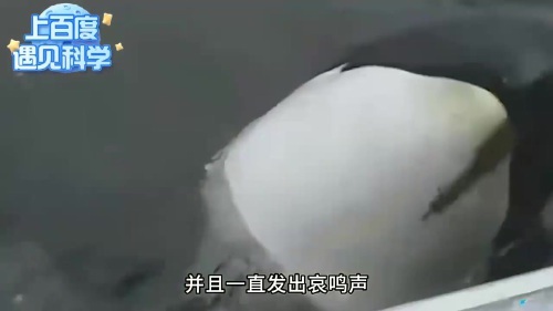 海洋生物母子救援:危急时刻的人类求助实录