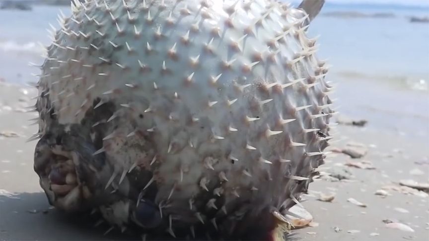 最爱生气的动物你知道吗?一生气就把自己变圆鼓鼓,真担心会炸掉