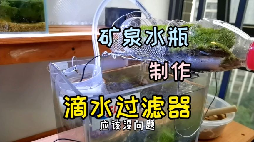 矿泉水瓶做了个滴水过滤器，环保实用，小鱼缸有福了