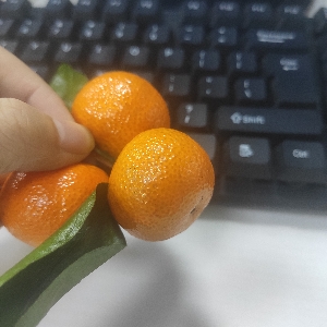 华夏佚 