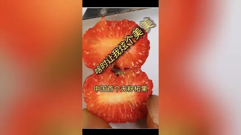 柘树柘果新品种,中国首个无籽柘果填补国内空白,吃柘果无需吐籽