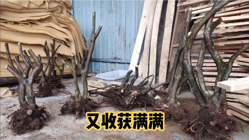 今天大收获!好多杜鹃国旗红,盆景地景都有,形状各异