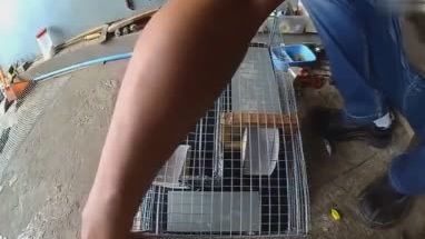 红尘情浓于平淡:制作连续捕鼠器