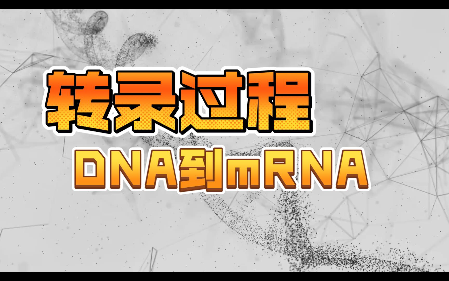 转录过程-DNA到mRNA
