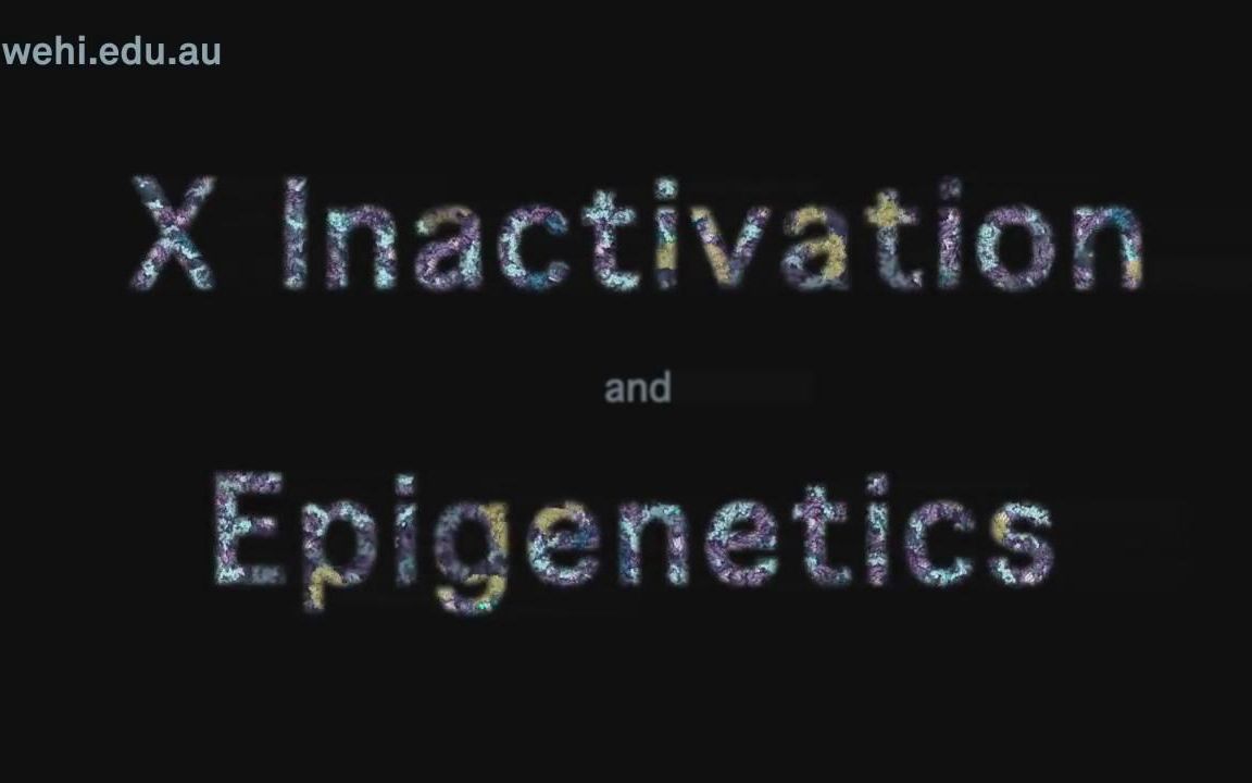 【动画】X染色体失活与表观遗传 X Inactivation and Epigenetics