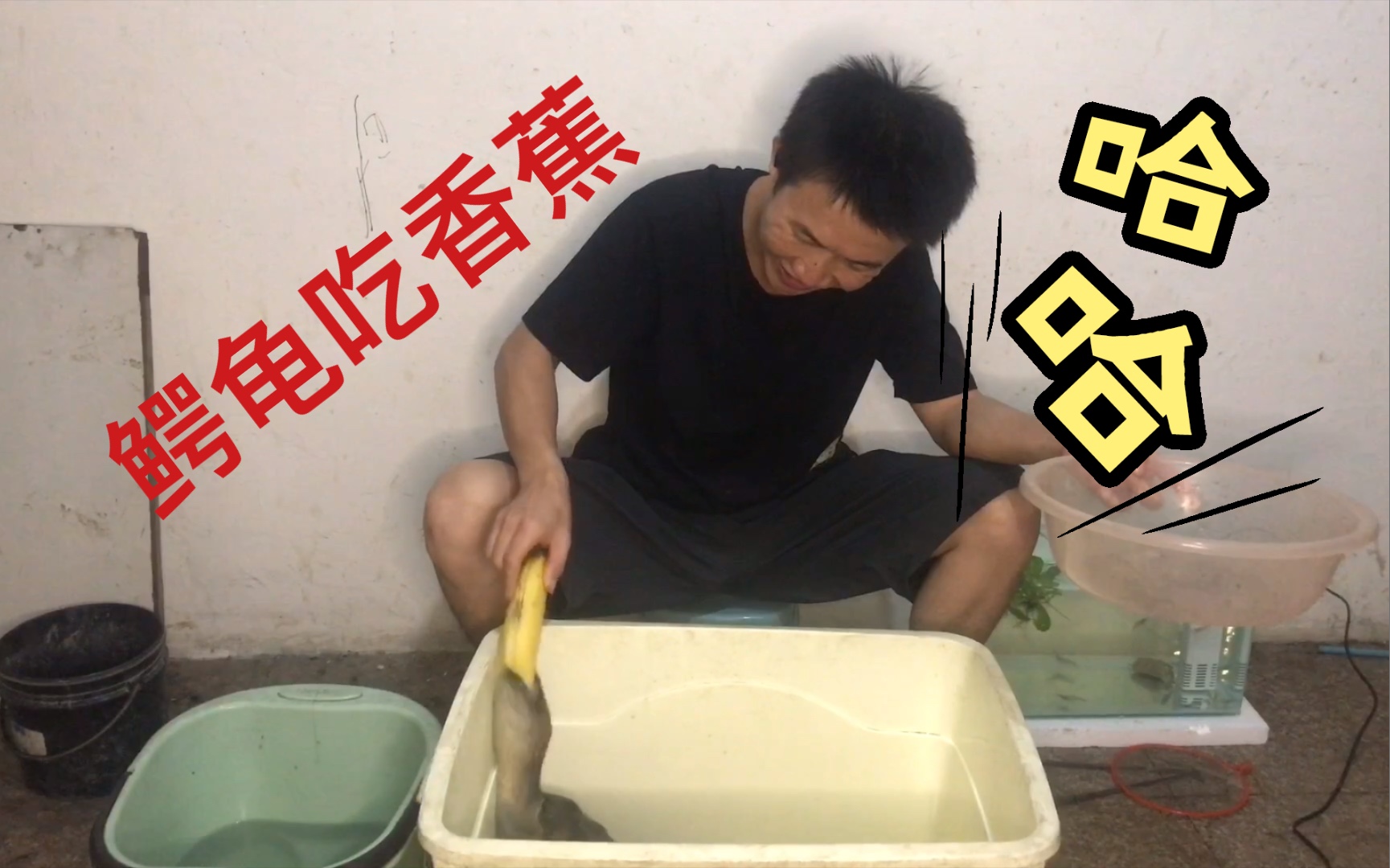 喂养鳄龟和巴西龟的区别,鳄龟生猛无比,巴西龟温柔可爱