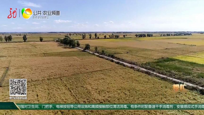 糯稻价格稳步上涨 抓紧时机尽早出手