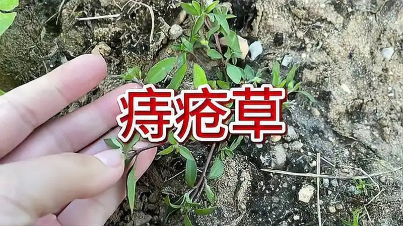 农村不起眼的"痔疮草",它的用途非常强大,还有人不认识