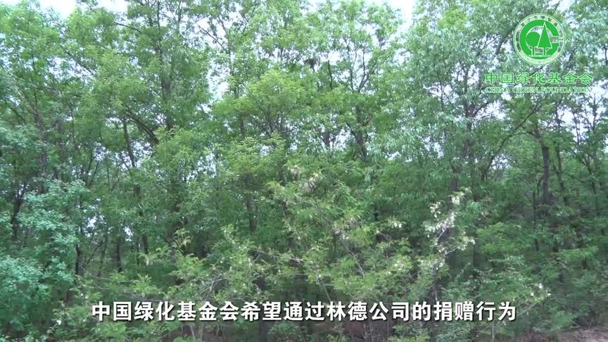 林德叉车-林德杯叉车技能大赛-捐助林德杯命名的抗霾林-中国绿…