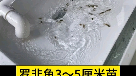 #鱼苗计数器 #智慧快渔 #数鱼苗 机器鱼苗计数准度99%以上!