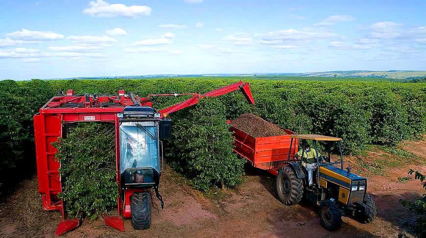 知道咖啡豆怎么收获的吗?一分钟教你看懂咖啡豆是如何收获!