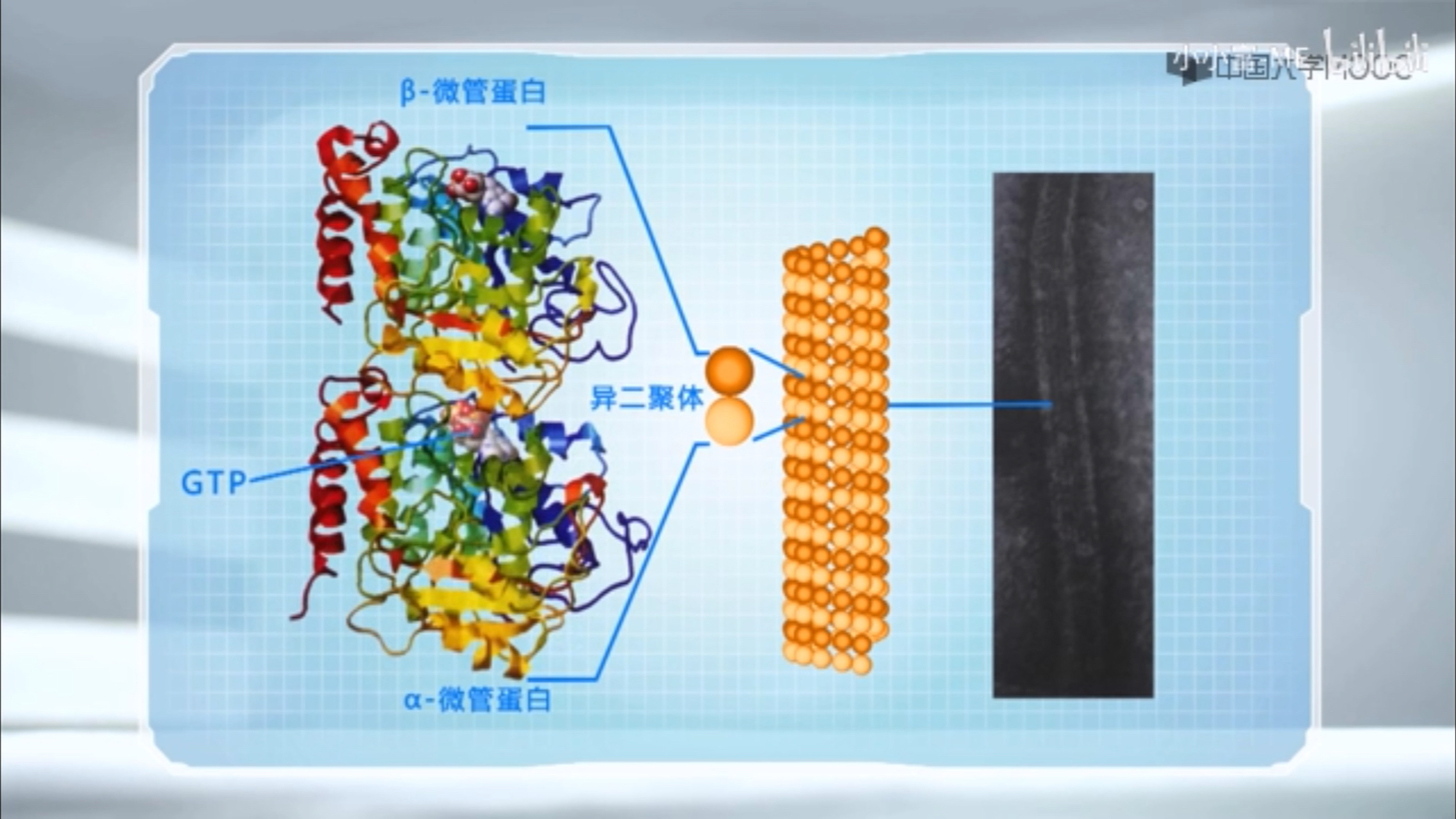 四川大学-细胞生物学-微管的结构和极性