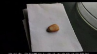 玉米种子结构观察