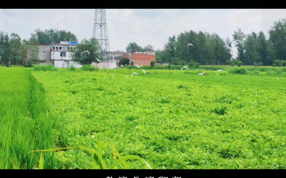听闻远方的你喜欢吃芡实,我离开城市为你种植,现在芡实大量上市就等...