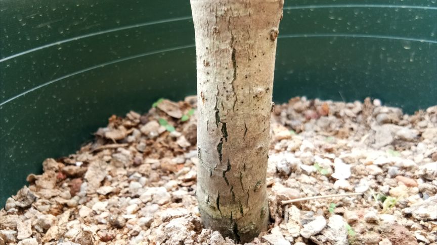 桂花树生长还是一个样?简单几点,根粗叶油绿