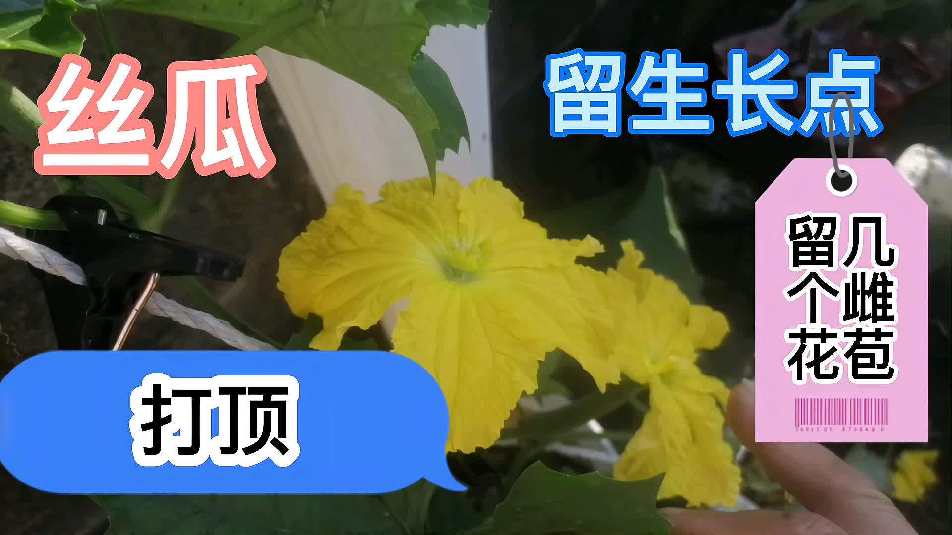 你了解丝瓜的这几个问题吗?在什么位置留生长点?在什么时候打顶