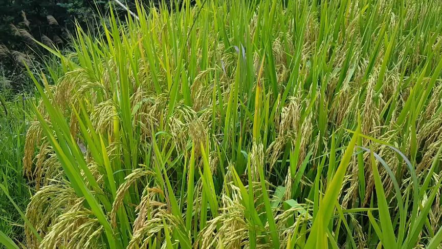 老家的稻谷快成熟了,有要回去帮父母收割的吗?