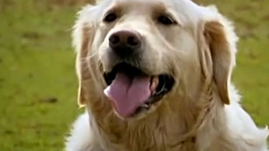 (第四集)四D图像显示狗狗从怀孕到出生的全过程