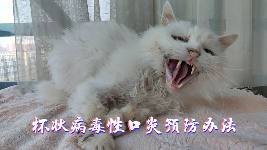 为什么流浪猫口炎发病率高?解读猫杯状病毒感染