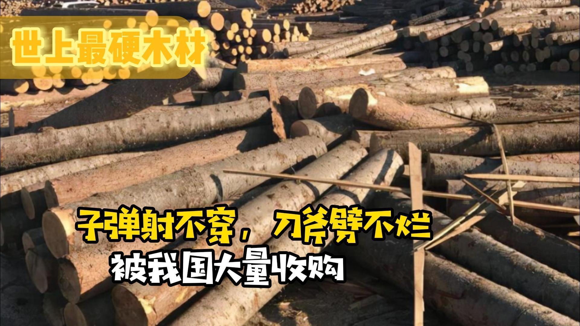 铁桦树:世上最硬木材,子弹射不穿,刀斧劈不烂,被我国大量收购