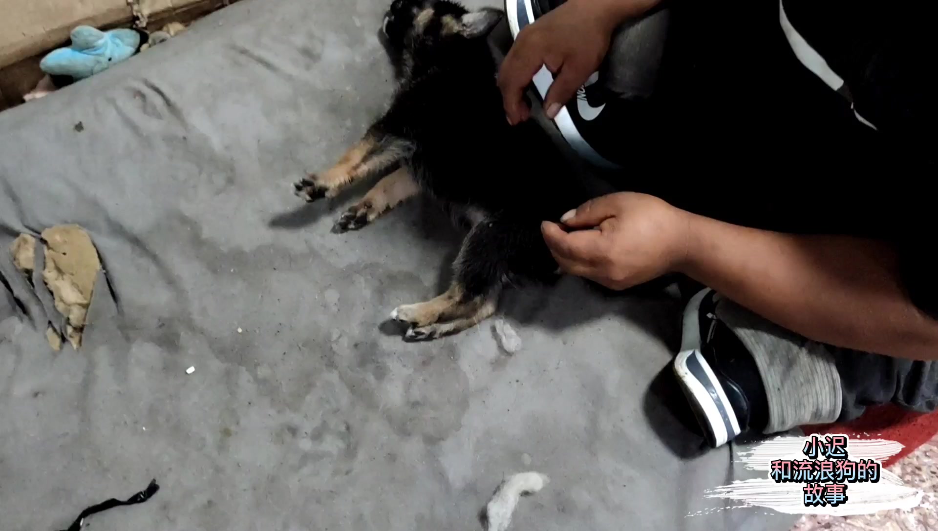 小奶狗被松狮咬到脑袋,连夜赶到医院抢救,小奶狗叫声我心都碎了
