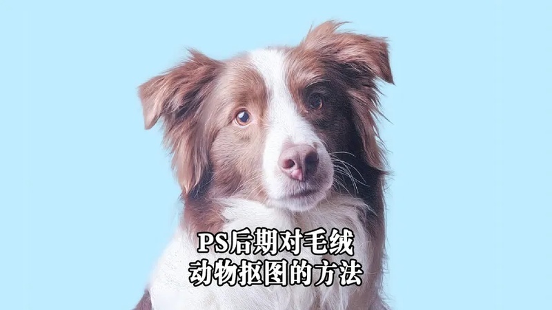 PS后期对毛绒动物进行抠图的方法