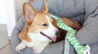柯基犬的性格特征?为什么深受大家喜欢?它可是小暖男喔