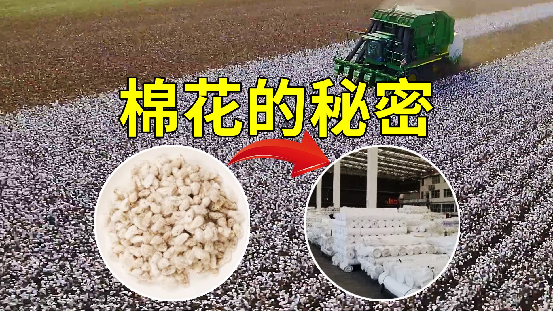 一粒棉花种子是怎样变成一件衣服的？