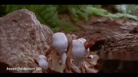 我在蘑菇生长过程慢镜头, 看着真爽截取了一段小视频