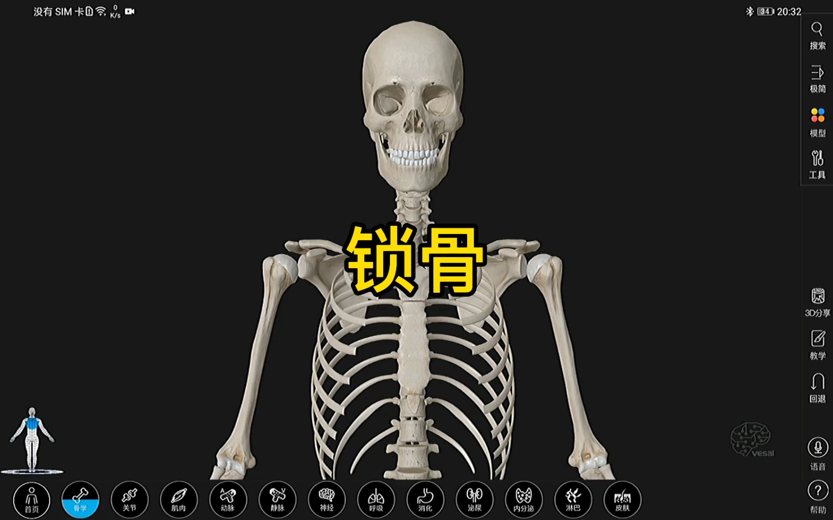 锁骨的3D解剖