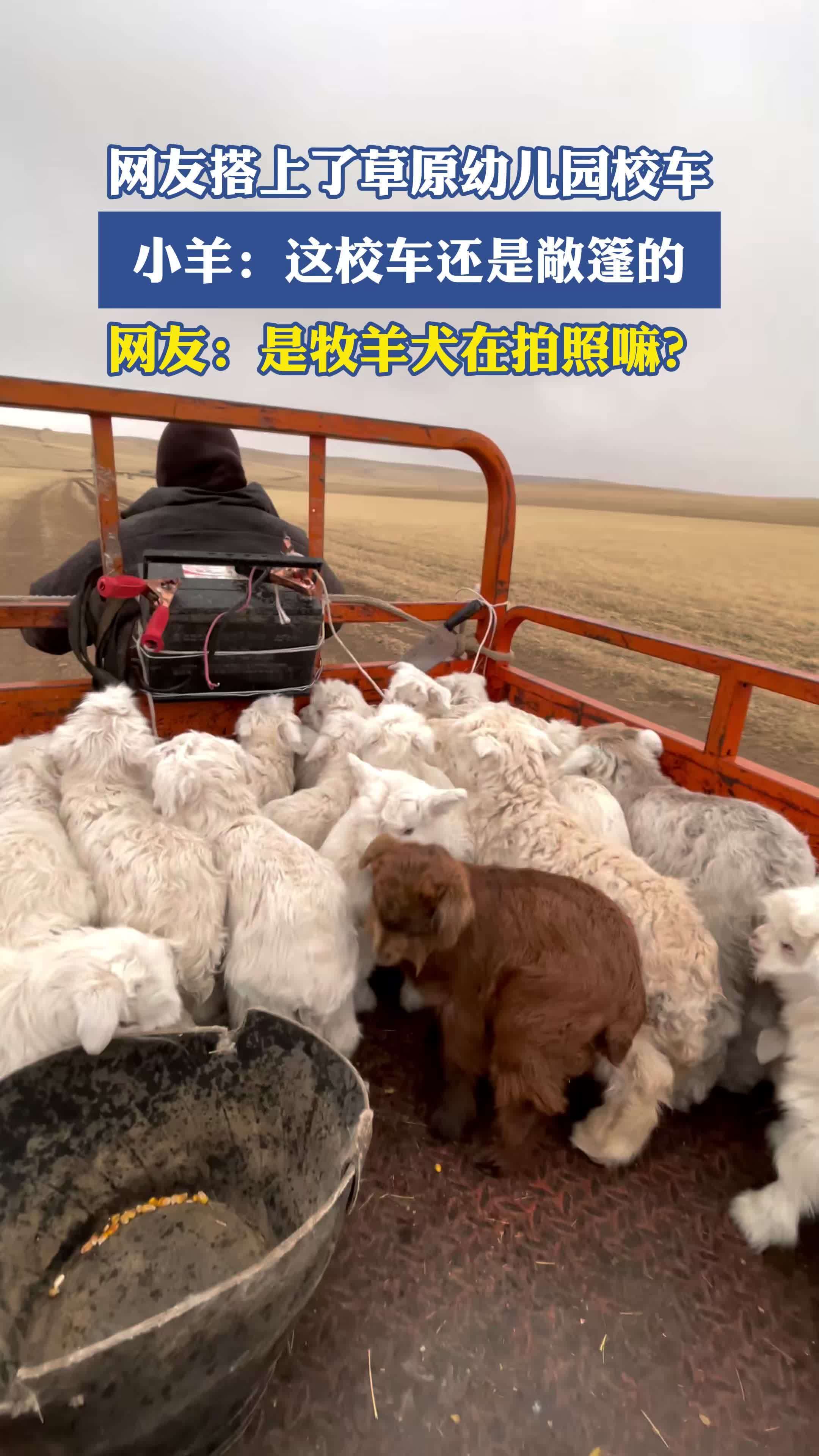 网友搭上了草原幼儿园校车,小羊:这校车还是敞篷的