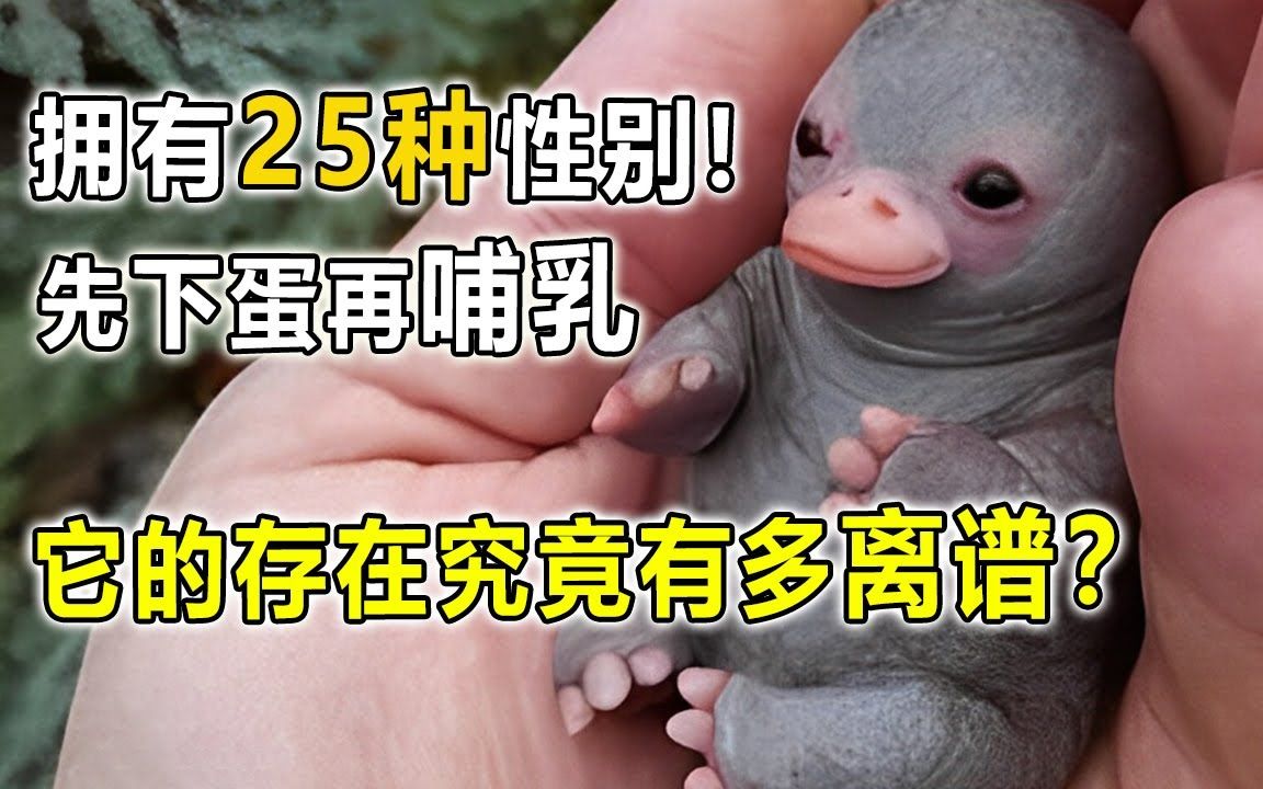 拥有25种性别,先下蛋再哺乳的鸭嘴兽,它的存在究竟有多离谱