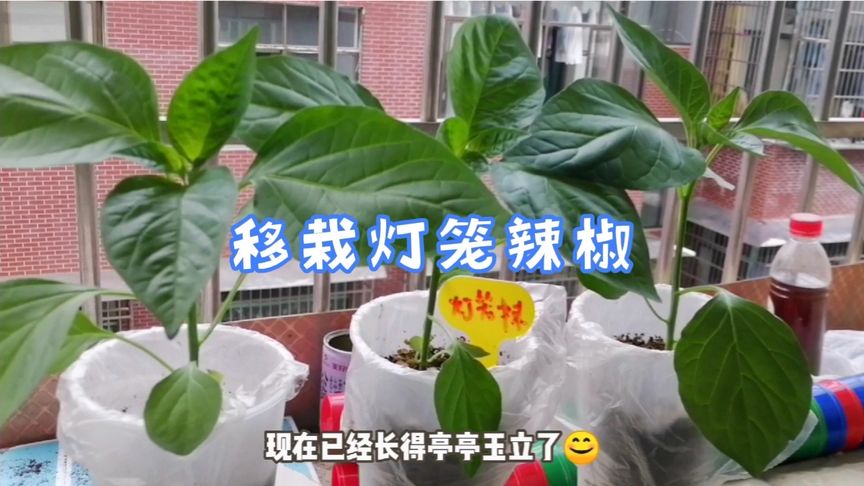 移栽灯笼辣椒之前这样配土加底肥,后期减少病虫害好管理结果多